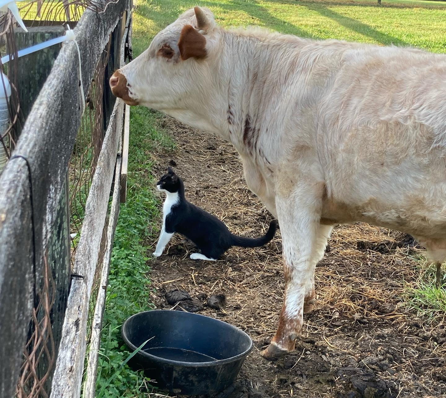 Volunteer – Grateful Acres